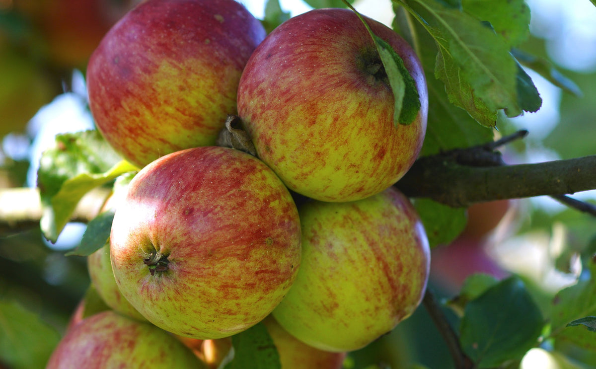 Double-Apple Twist Tree - 2 varieties of apples growing on 1 tree! (2 ...