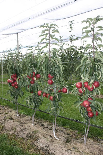 Scarlet Sentinel Limbless Apple Tree - Grows double the fruit of a reg ... Scarlet Sentinel Limbless Apple Tree - Grows double the fruit of a reg ...