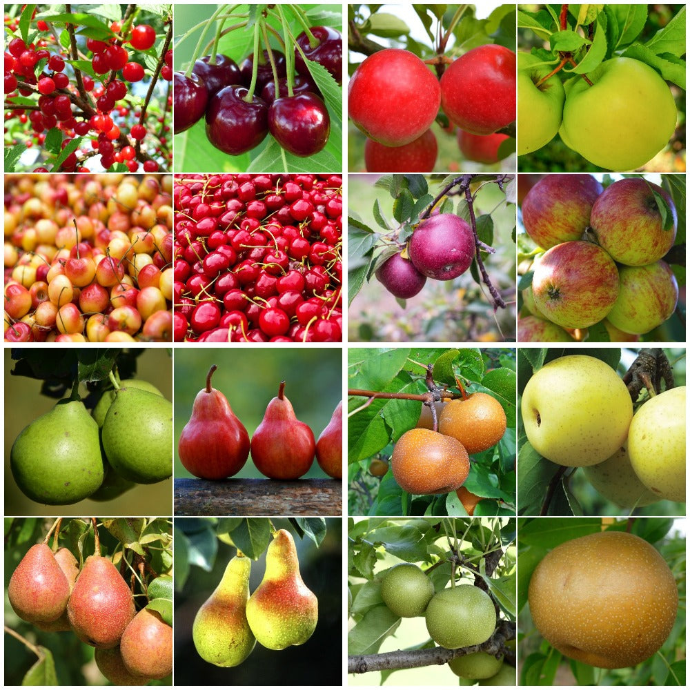Fruit Jubilee Trees – Online Orchards