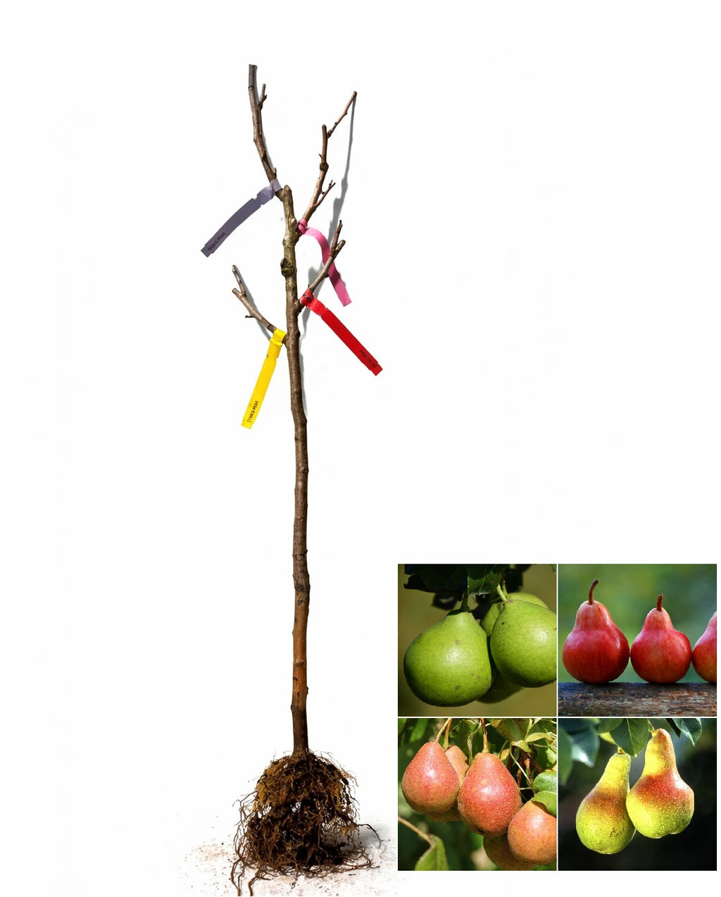 4-in-1 Pear Jubilee Tree - Different pear varieties grow on each limb ...