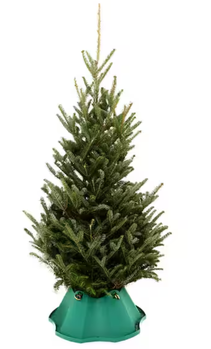 5 ft. to 6 ft. Freshly Cut Fraser Fir Live Christmas Tree (Real, Natur ...