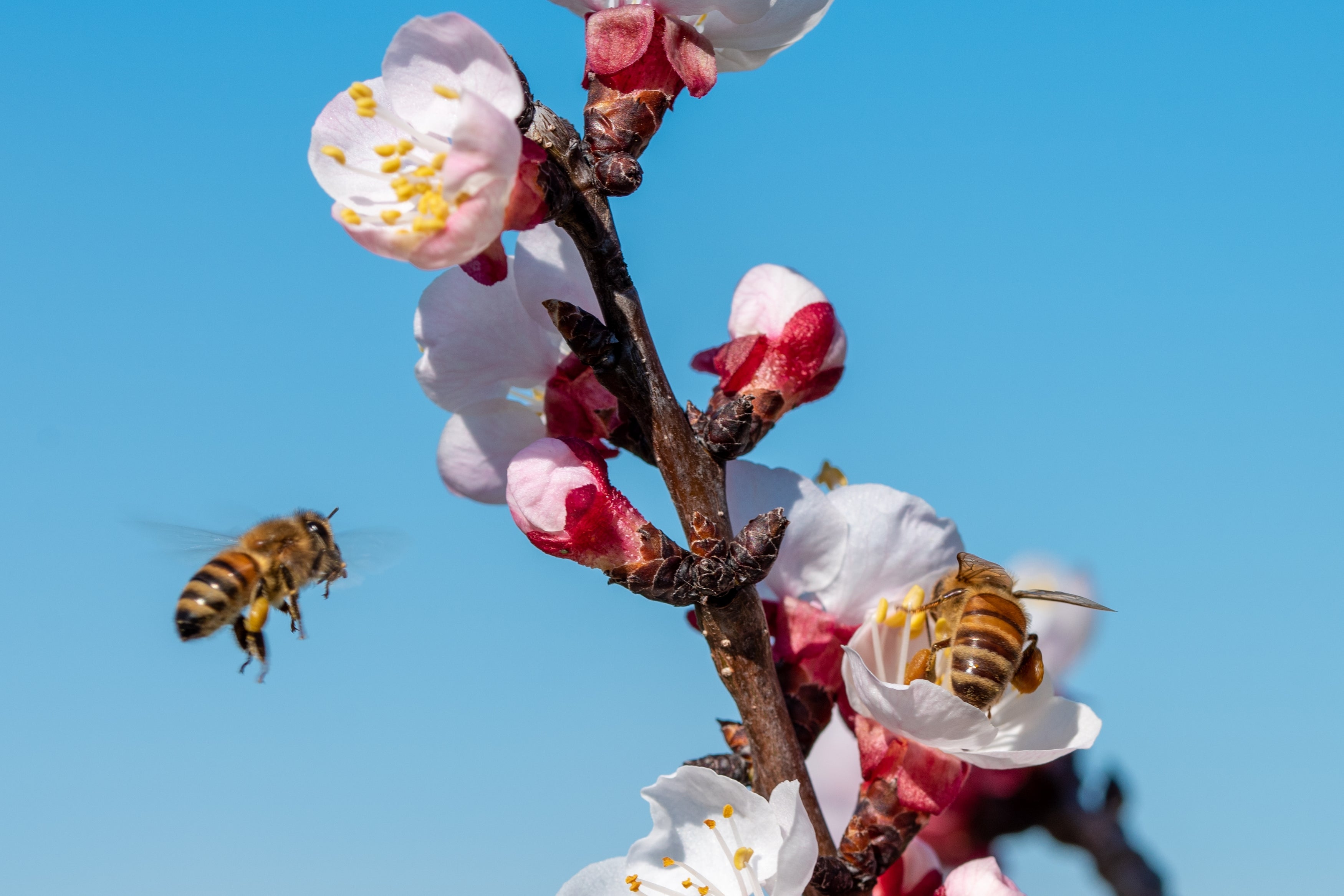 POLLINATOR FAVORITES – Online Orchards