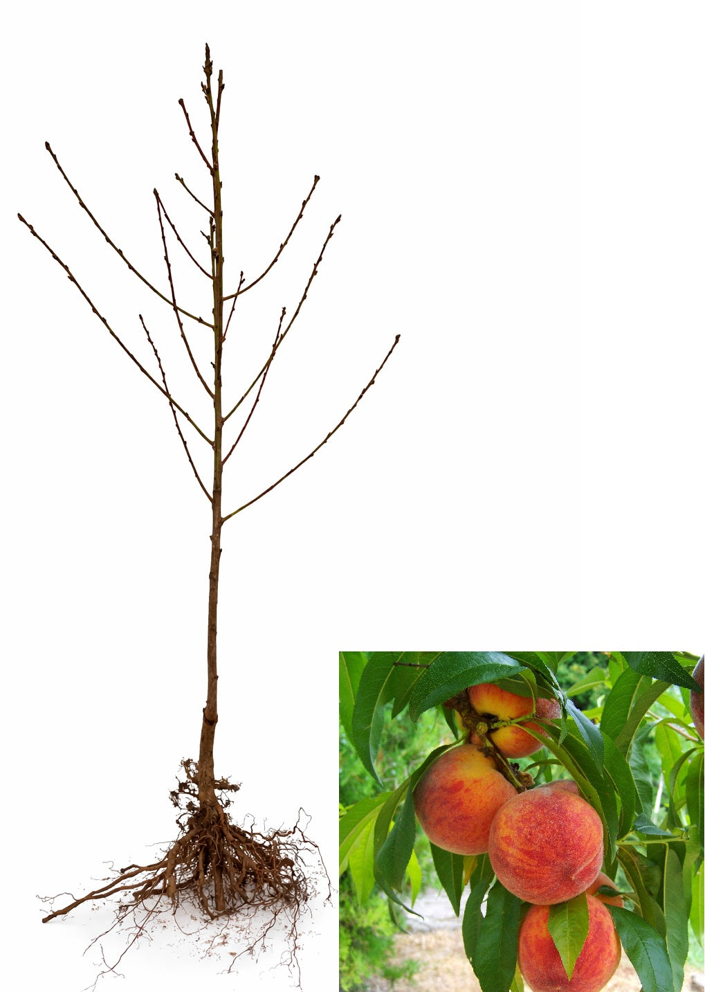 Dwarf Frost Peach Tree - Most cold hardy peach tree! (2 years old and ...
