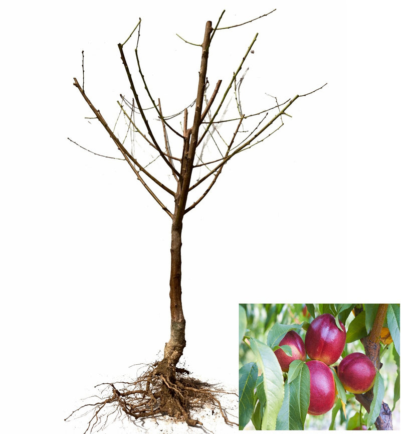 Independence Nectarine Tree - Cold hardy, incredibly flavorful, timele ...