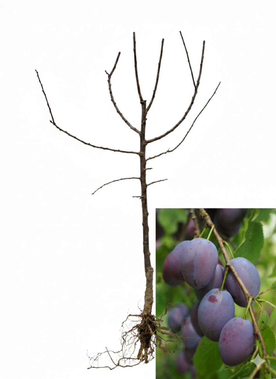 Italian Plum Tree - Cold hardy, heavy producing and everbearing! (2 ye ...