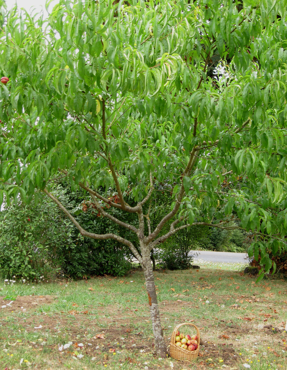 Semi Dwarf Panamint Nectarine Tree - 3 ft. and Bare Root – Online Orchards