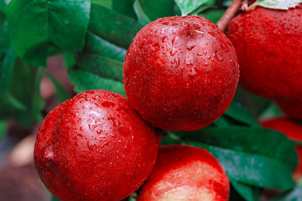 Semi Dwarf Sunglo Nectarine Tree - 3 ft. and Bare Root – Online Orchards