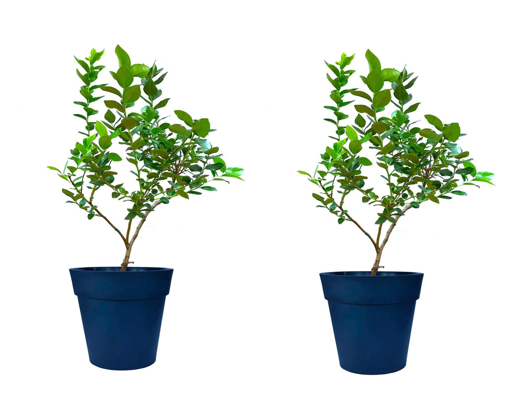 1 Gal. Sweetheart Blueberry Shrub (2-Pack) - Produces two crops per ye ...