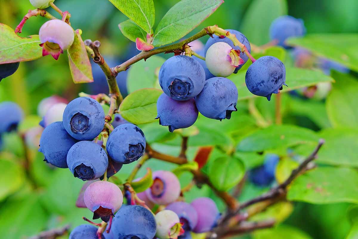 1 Gal. Sweetheart Blueberry Shrub (2-Pack) - Produces two crops per ye ...