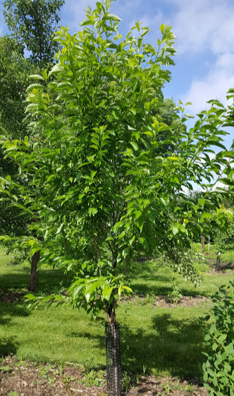 Bubblegum 'Toka' Plum Tree - 3 ft. Bare Root – Online Orchards