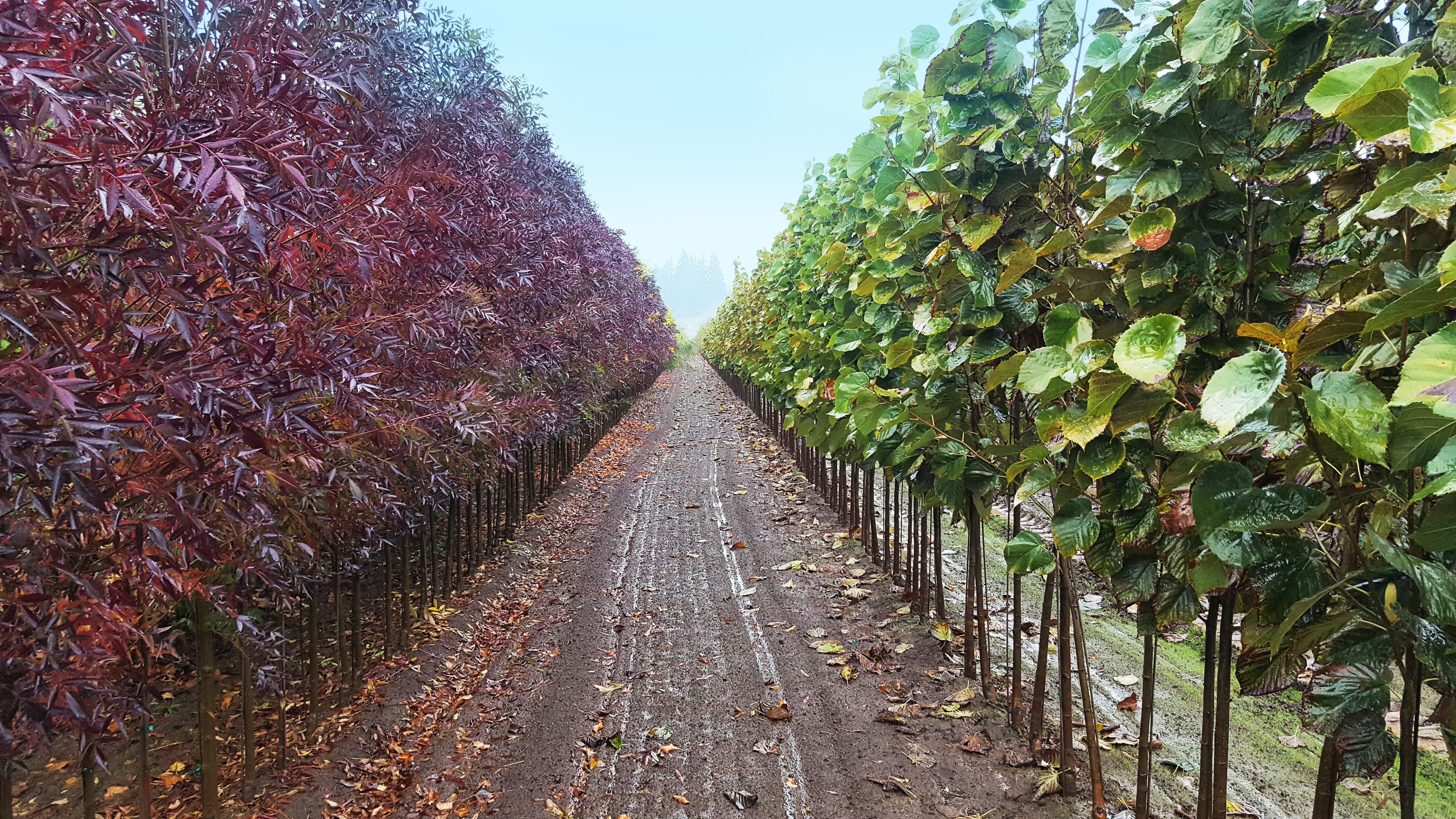 Online Orchards - Find The Tree That Grows Into Your Life
