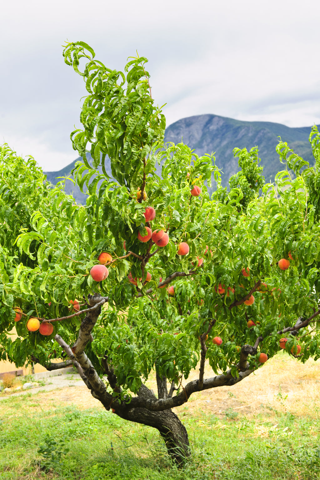 Semi Dwarf Vivid Peach Tree - 3 ft. and Bare Root – Online Orchards