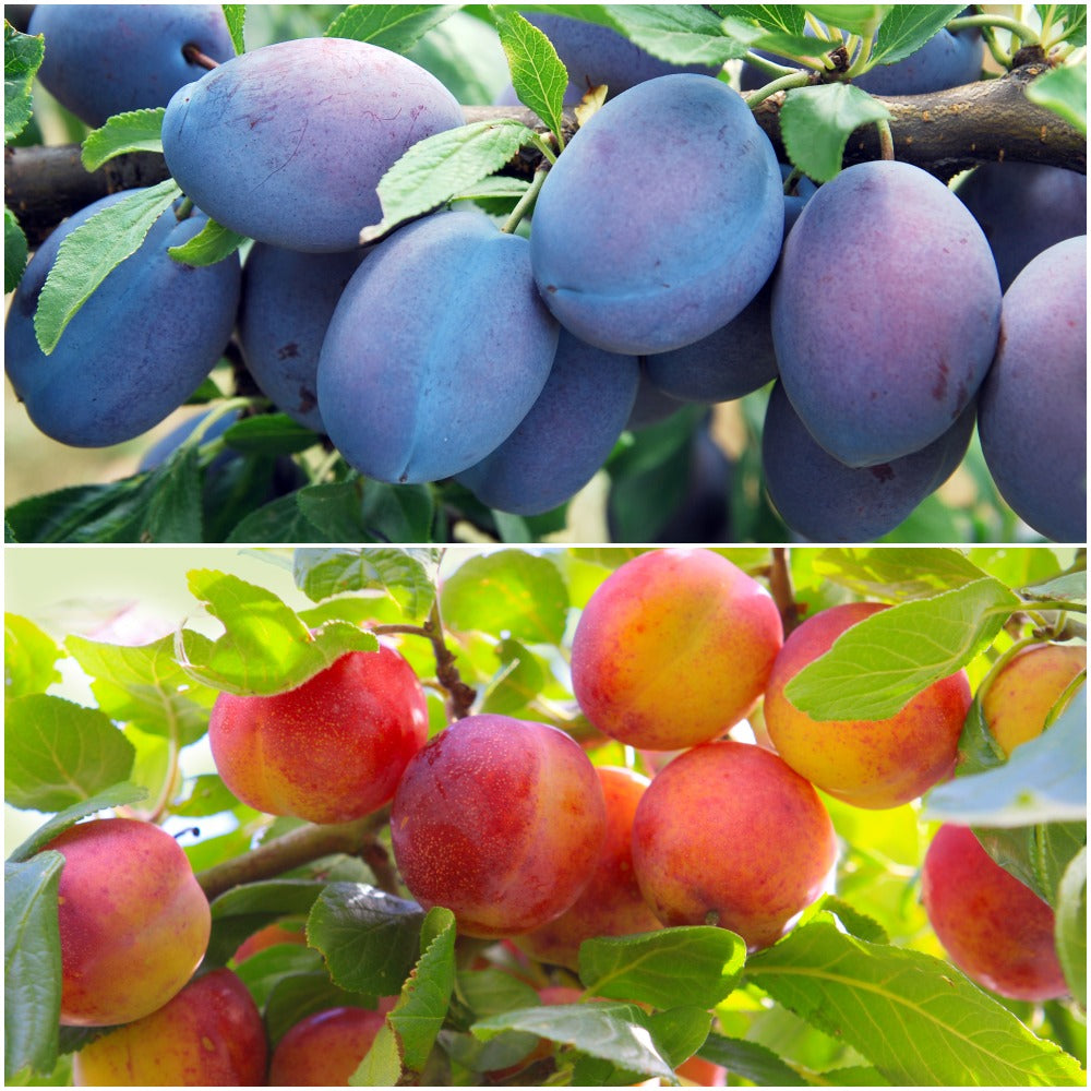 Double Plum Twist Tree with 2 Different Plum Varieties Growing On 1 Tr ...