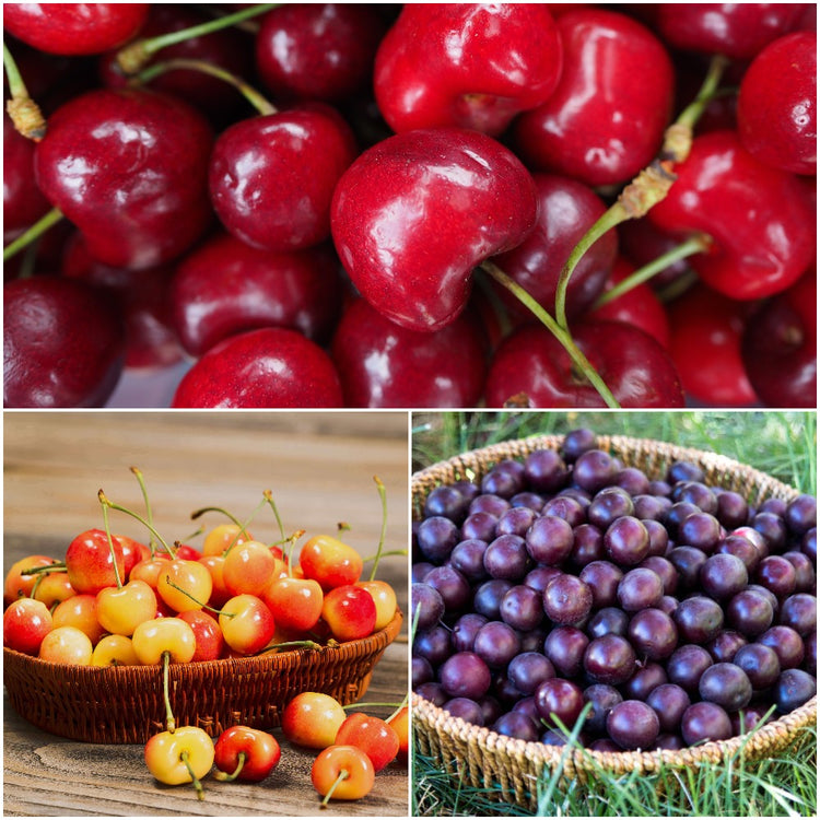 Fruit Jubilee Trees – Online Orchards