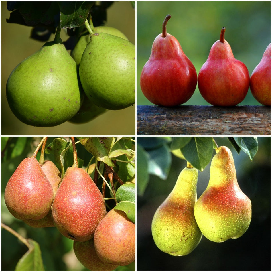 Fruit Jubilee Trees – Online Orchards