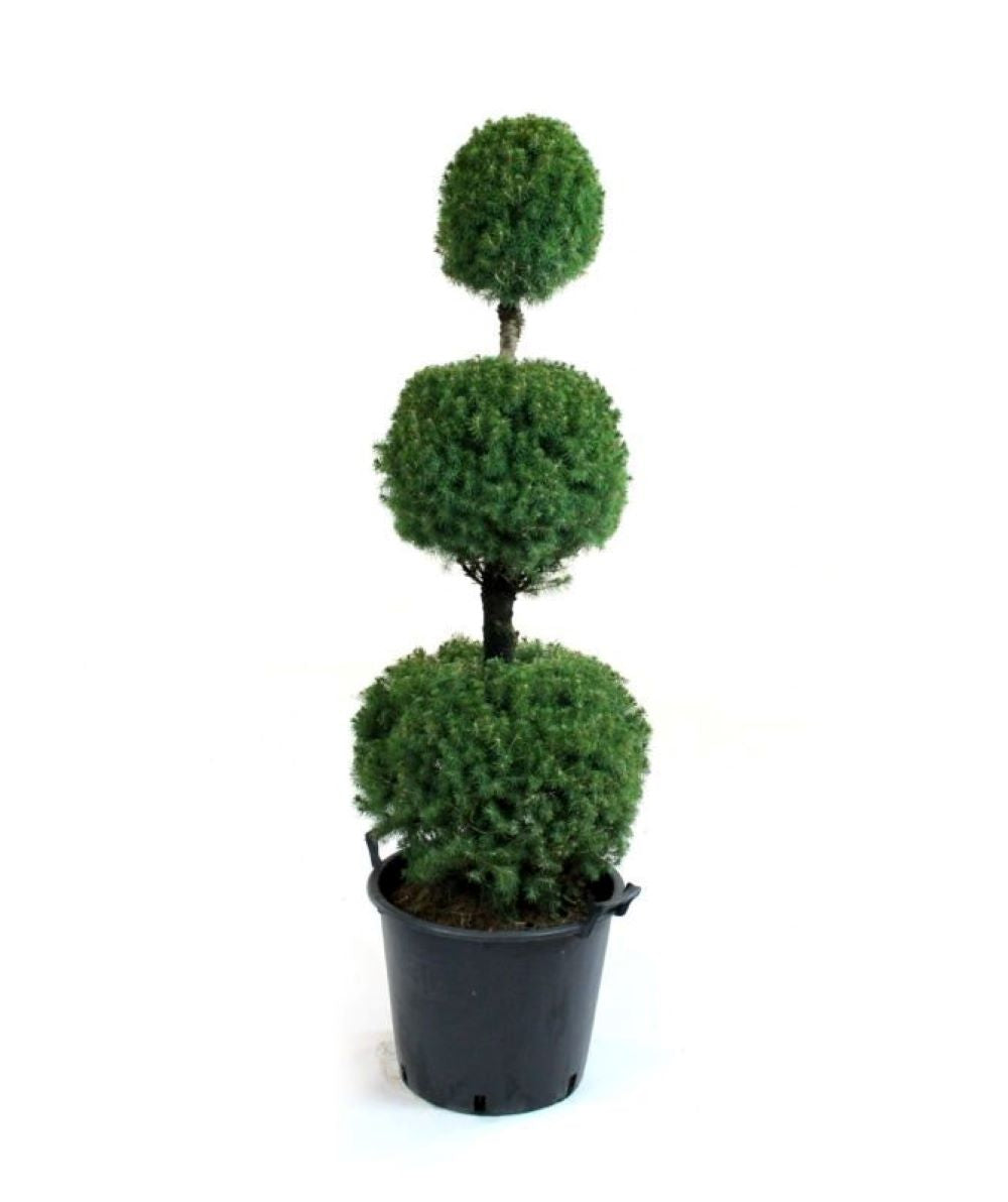 3 gal. Alberta Spruce Shrub with Formal Poodle Topiary Shape – Online ...