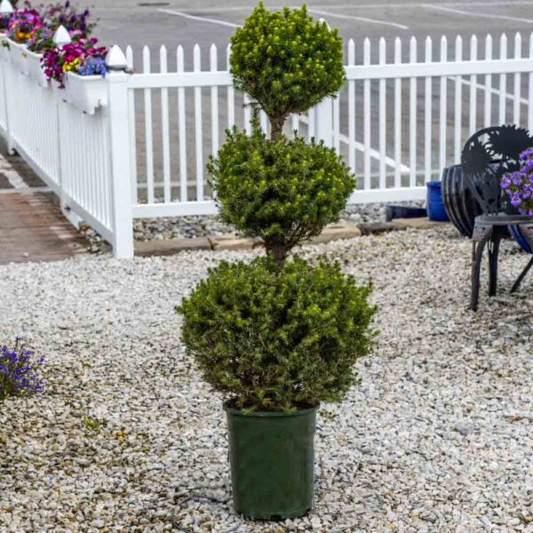 3 gal. Alberta Spruce Shrub with Formal Poodle Topiary Shape – Online ...