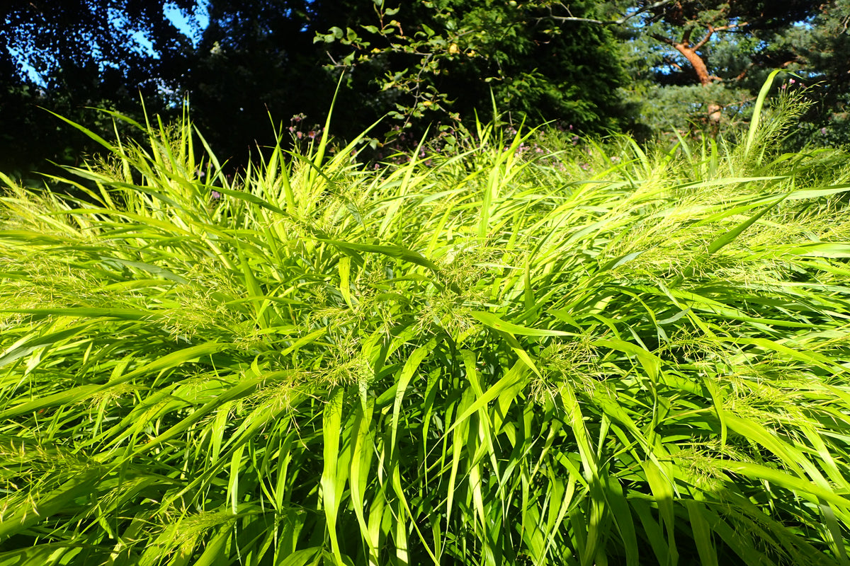 1 Gal. All Gold Japanese Forest Grass - a Bright Golden, Graceful Grou ...