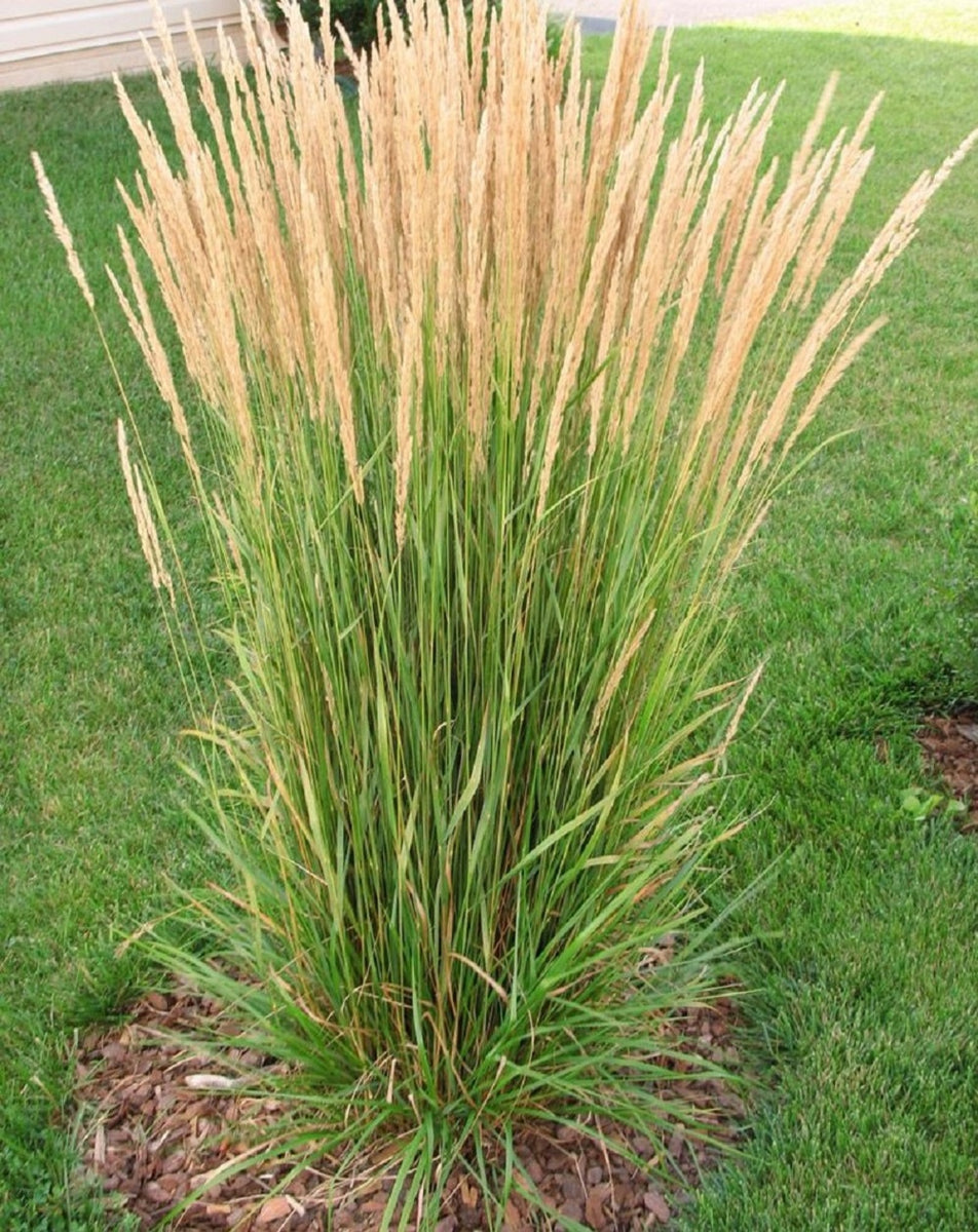 1 Gal. Avalanche Feather Reed Grass - Lovely Tall, Variegated Ornament ...