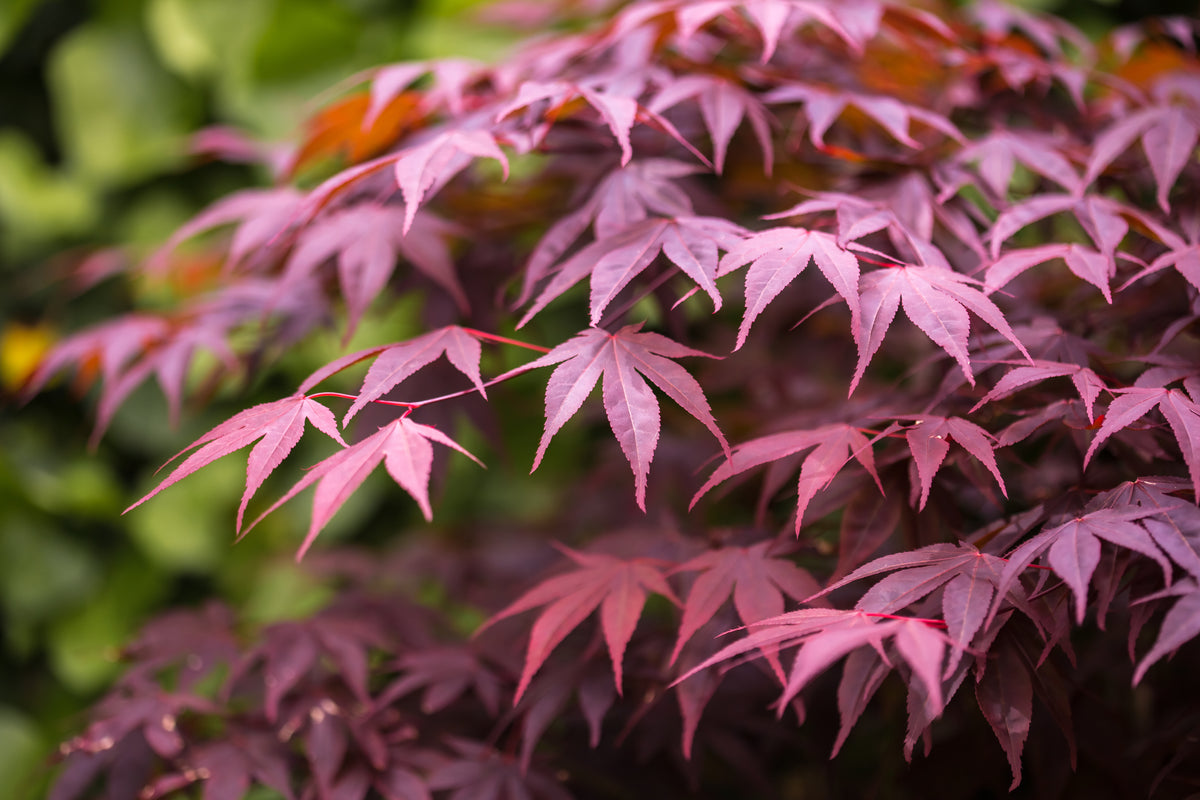 2 Gal. Bloodgood Japanese Maple Tree - Cold Hardy, Compact Form ...