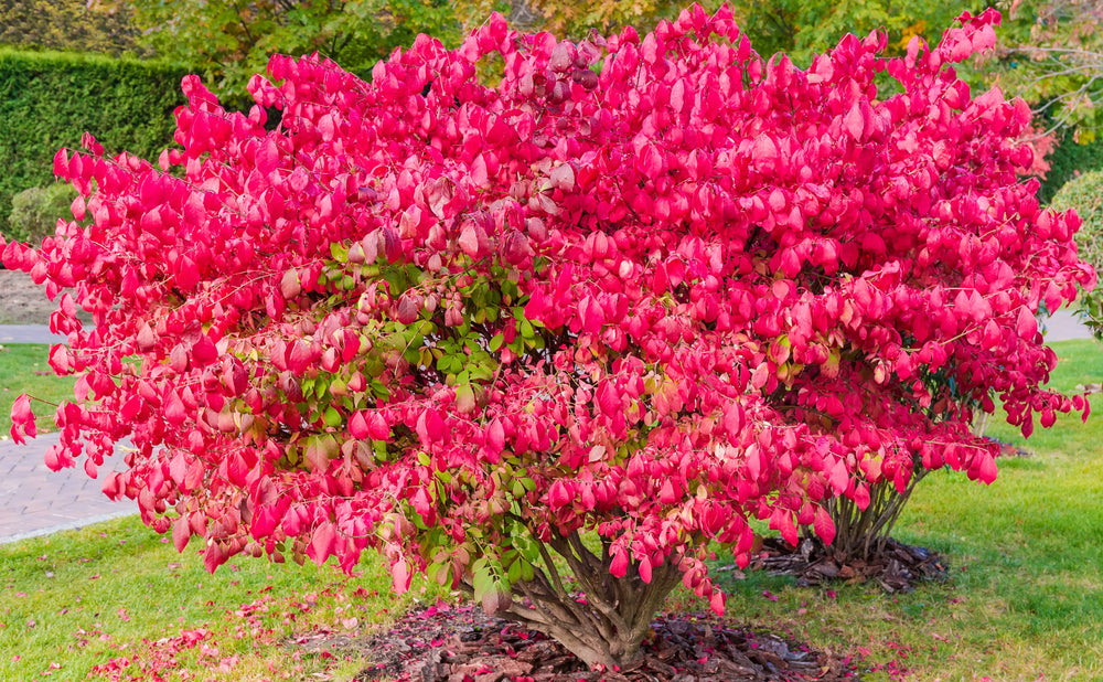 1 Gal. Dwarf Burning Bush Shrub with Fiery Red Fall Color and Compact ...