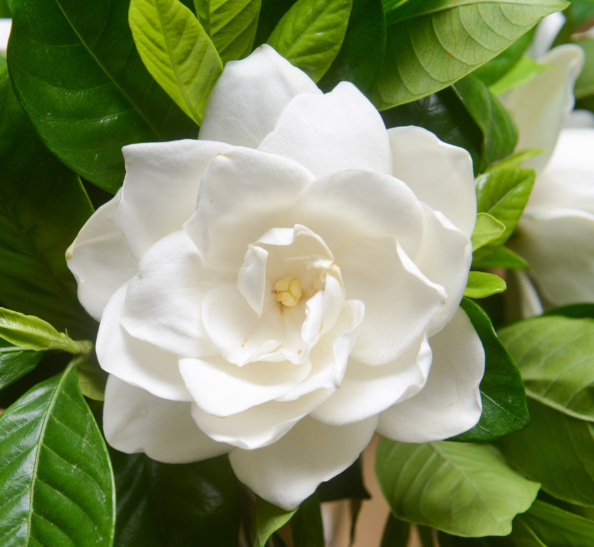 1 gal. Buttons Gardenia Cape Jasmine Flowering Shrub with Large Fragra ...