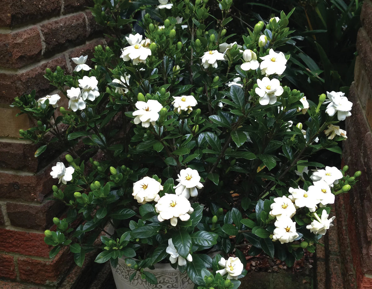 1 gal. Buttons Gardenia Cape Jasmine Flowering Shrub with Large Fragra ...