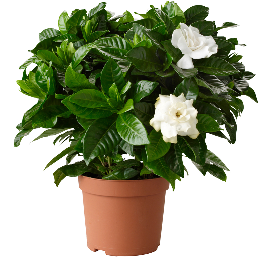 1 gal. Buttons Gardenia Cape Jasmine Flowering Shrub with Large Fragra ...