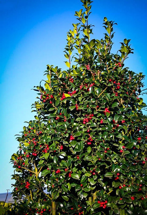 Castle Spire Blue Holly (1 Gallon) - Vigorous grower with bright red b ...