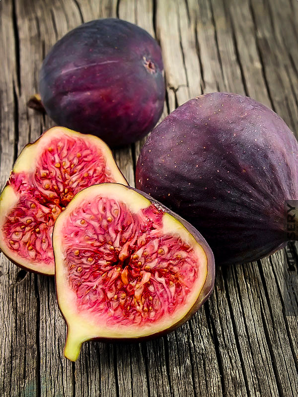 1 gal Celestial Fig Tree – Online Orchards