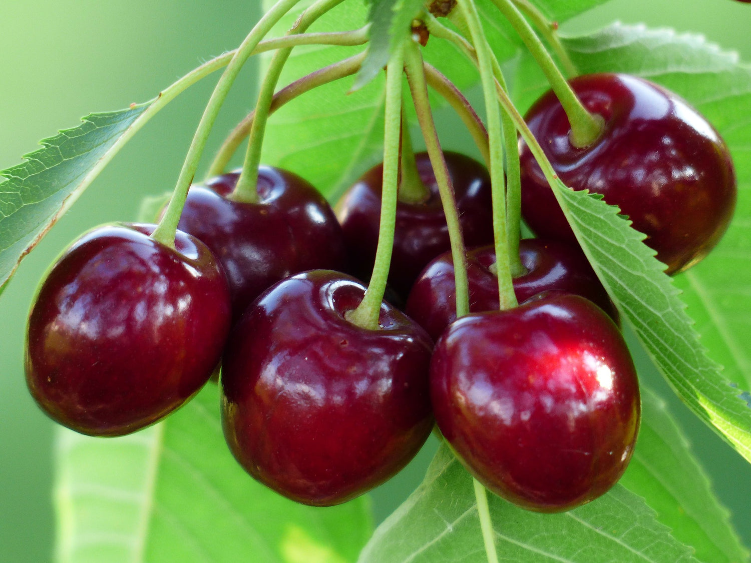 3-in-1 Cherry Jubilee Tree - Different cherry varieties grow on each o ...