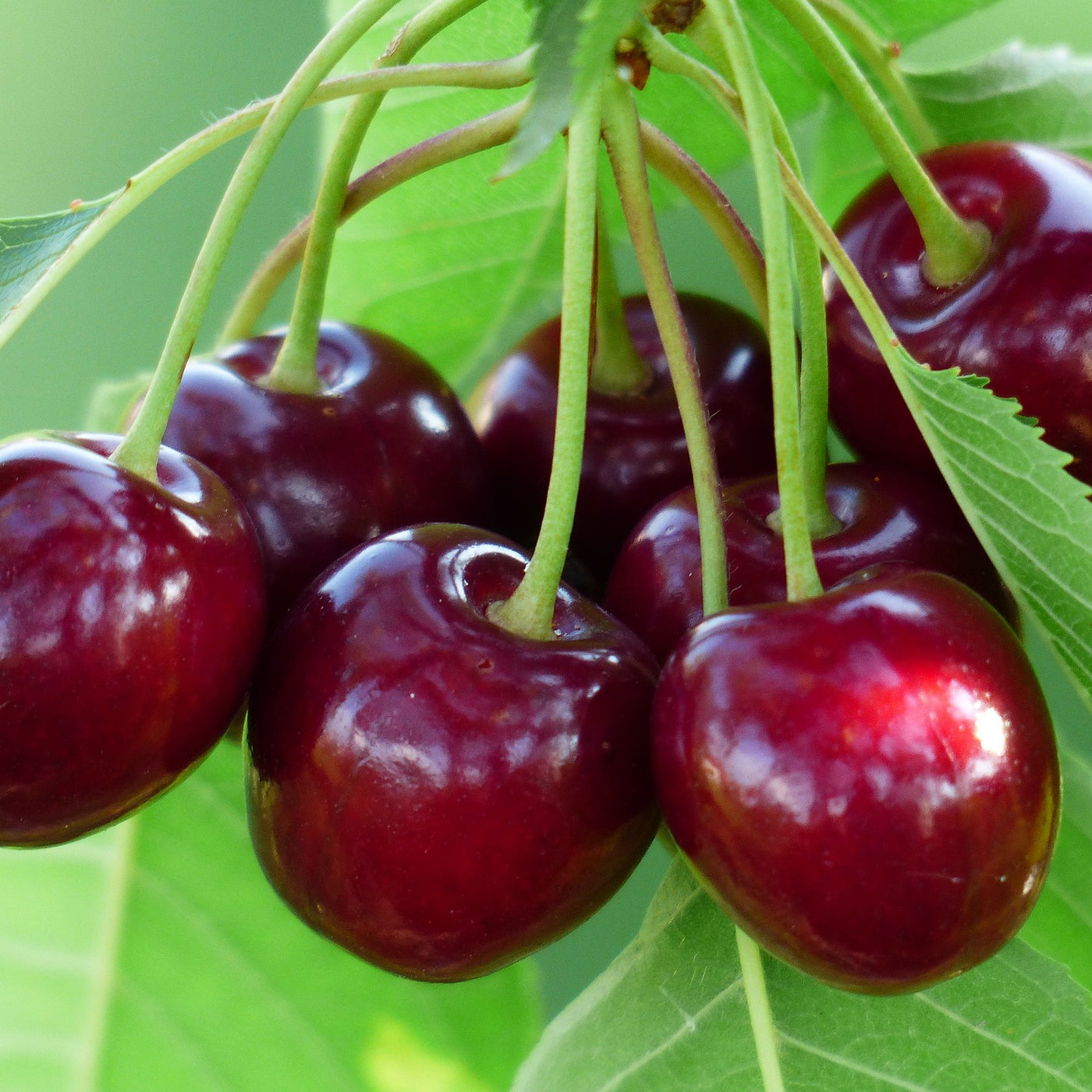 Fruit Trees for Cold Hardiness Zone 6 (Average Minimum Temperature of ...