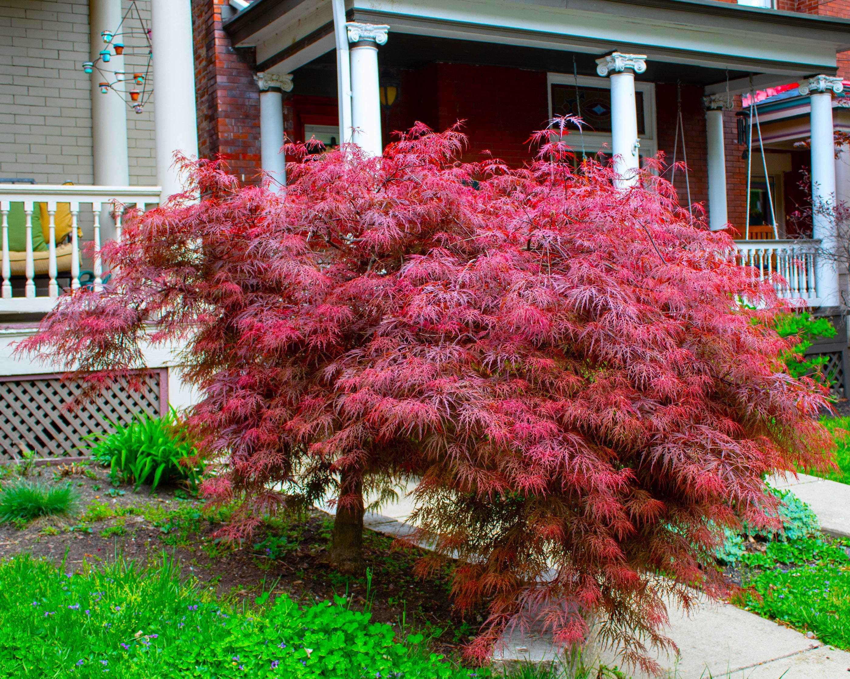 3 Gal. Crimson Queen Dwarf Japanese Maple Tree with Attractive Crimson ...