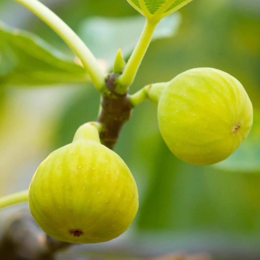 1 gal. Desert King Fig Tree - Strawberry jam flesh, heat and drought r ...