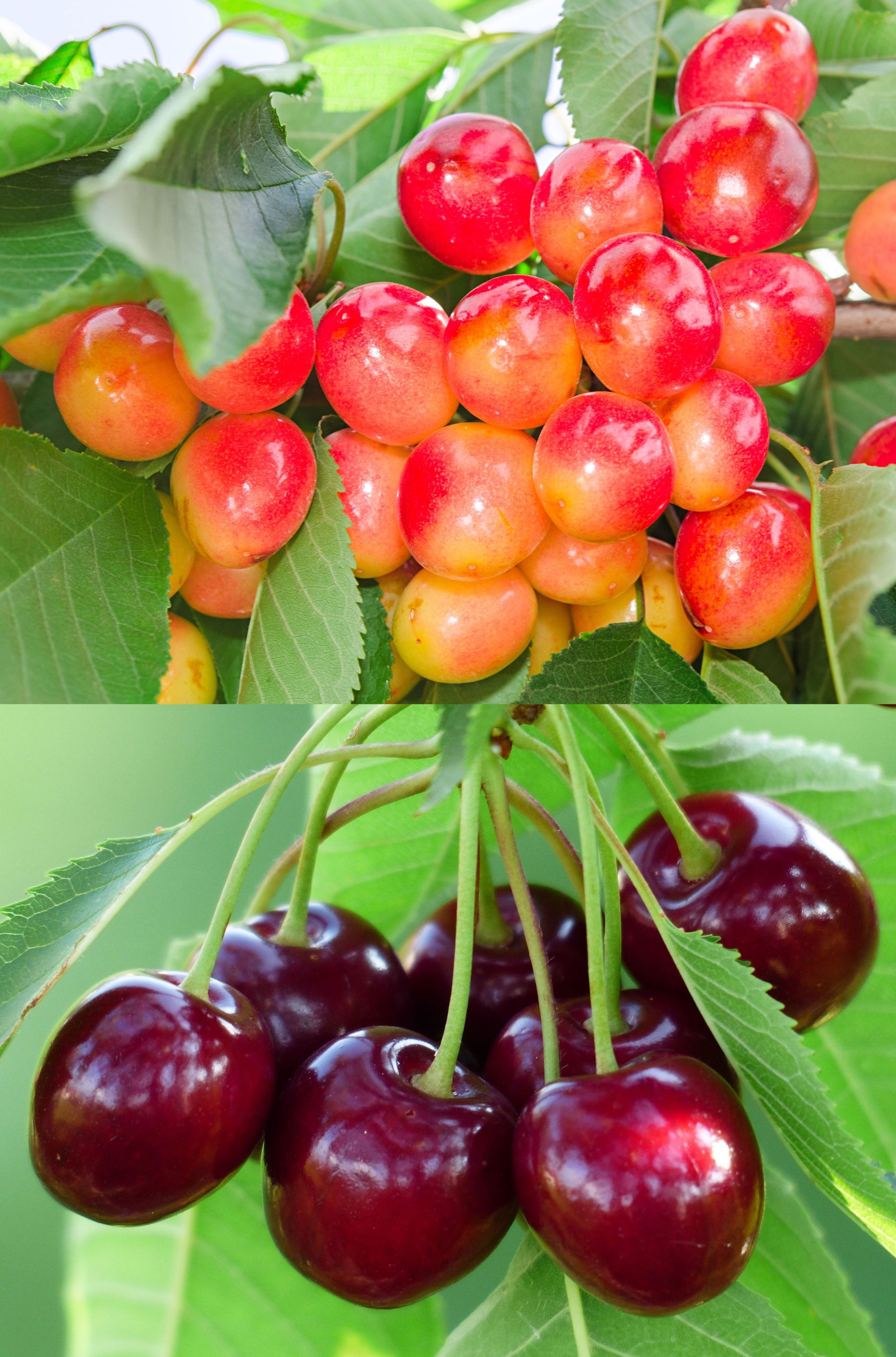 Double-Cherry Twist Tree - 2 varieties of cherries growing on 1 tree ...
