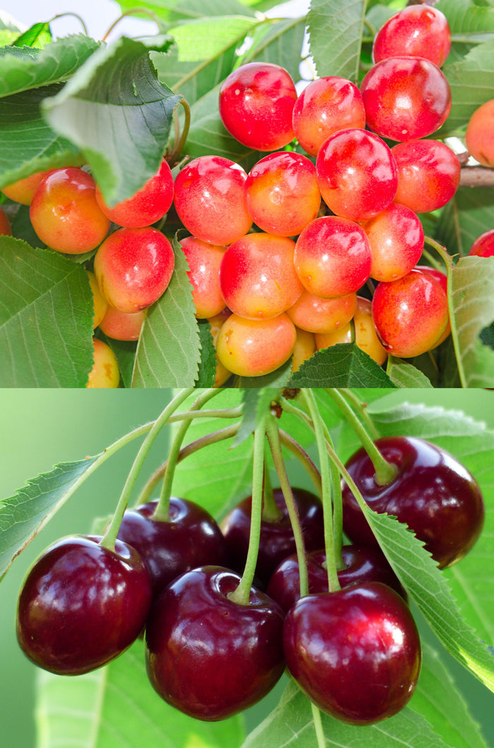 Double-Cherry Twist Tree - 2 varieties of cherries growing on 1 tree ...
