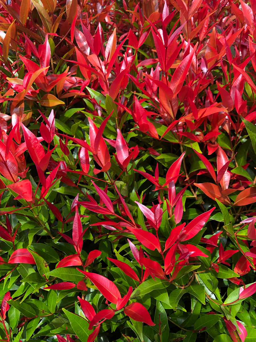 1 Gal. Firepower Heavenly Bamboo Shrub With Fiery Red Foliage – Online ...