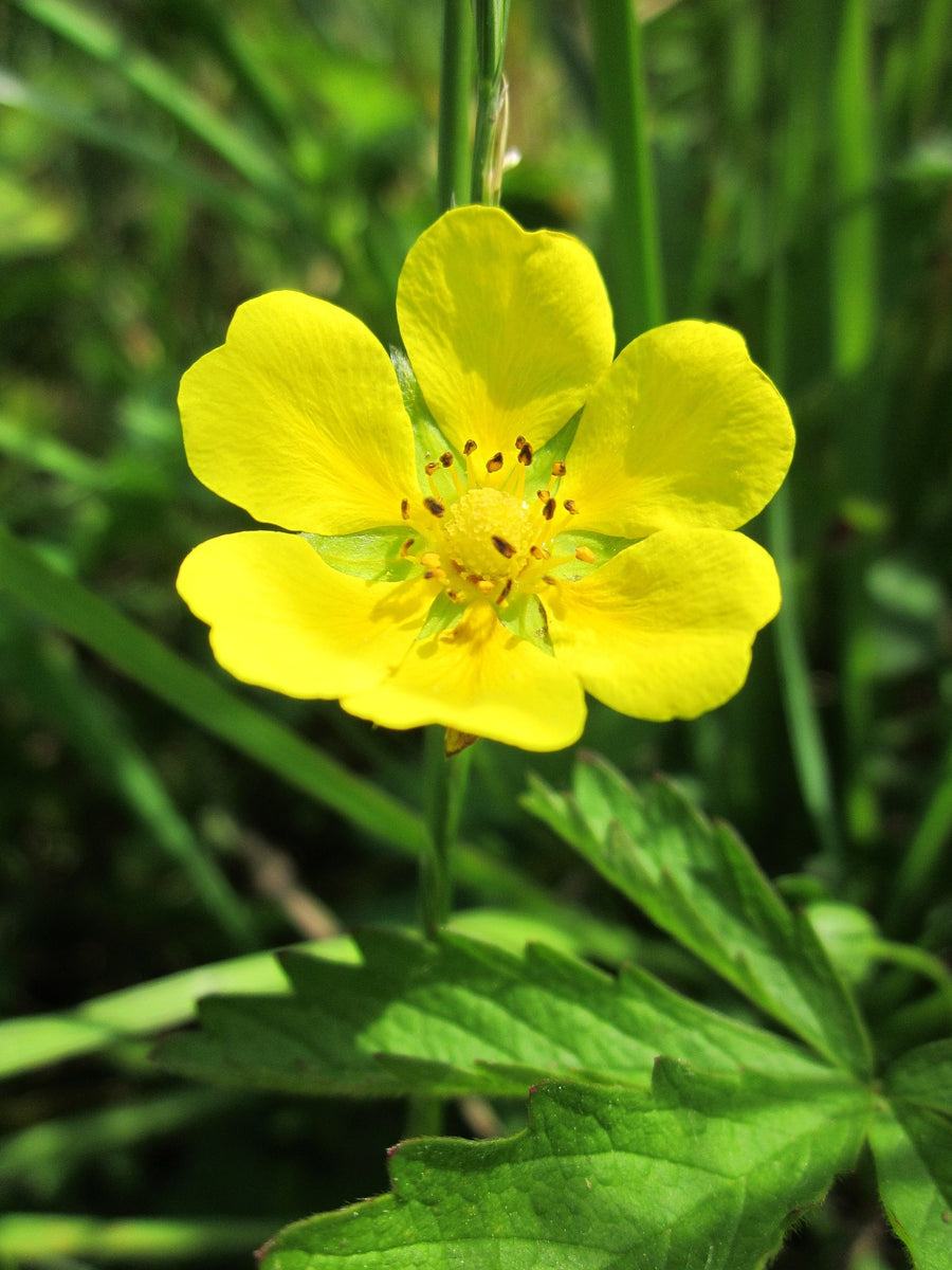 Gold Drop Potentilla Shrub (1 Gal) - Beautiful dwarf shrub lights up w ...