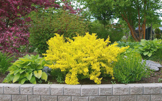 Dwarf Golden Barberry (1 Gallon) - Exceptionally bright foliage make f ...