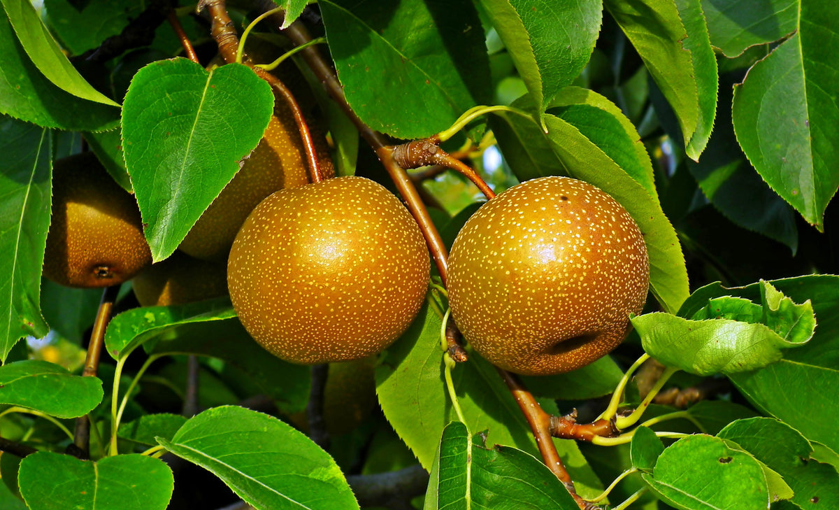 Hosui Asian Pear Tree - Juicier and sweeter than any normal pear! (2 y ...