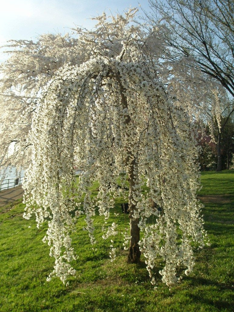 Snow Fountain Weeping Cherry Tree - Pure white blossoms flow like a fo ...
