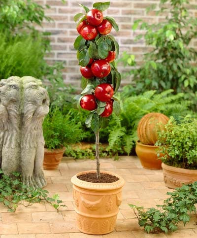 Scarlet Sentinel Limbless Apple Tree - Grows double the fruit of a reg ...