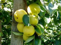 Shinseiki Asian Pear Tree - Heavy producer of sweet snack-sized fruit ...