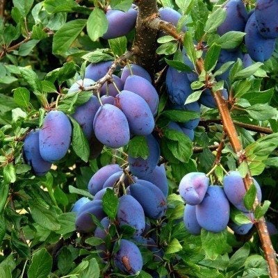 Italian Plum Tree - Cold hardy, heavy producing and everbearing! (2 ye ...
