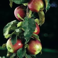 North Pole Limbless Apple Tree - Grows double the fruit of a regular a ...