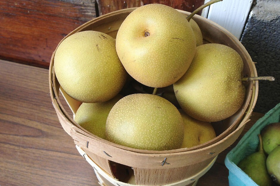 Shinseiki Asian Pear Tree - Heavy producer of sweet snack-sized fruit ...