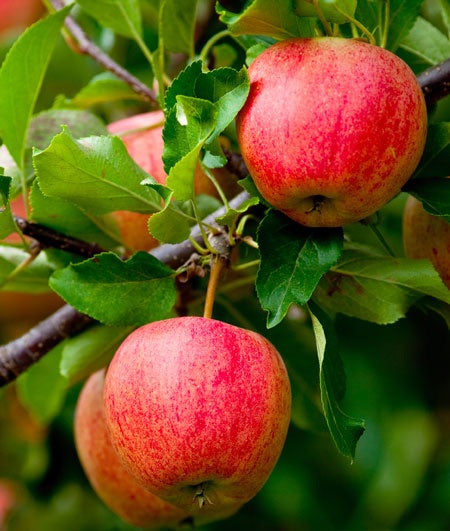 Dwarf Fuji Apple Tree - World renowned for its sweetly rich flavor! (2 ...
