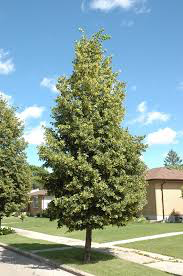 Limewood/Linden Tree - Instant shade and fragrant honeybee-attracting ...
