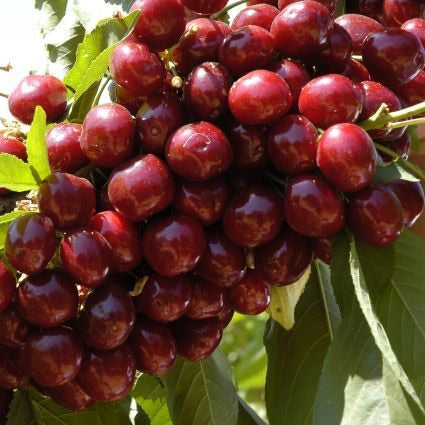 Lapins Cherry Tree - Self pollinating dark-red sweet cherry! (2 years ...