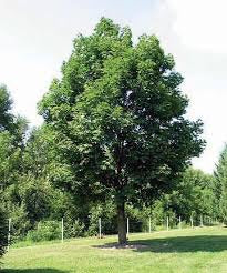 Norway Maple Tree - Very cold hardy maple tree and among the fastest g ...